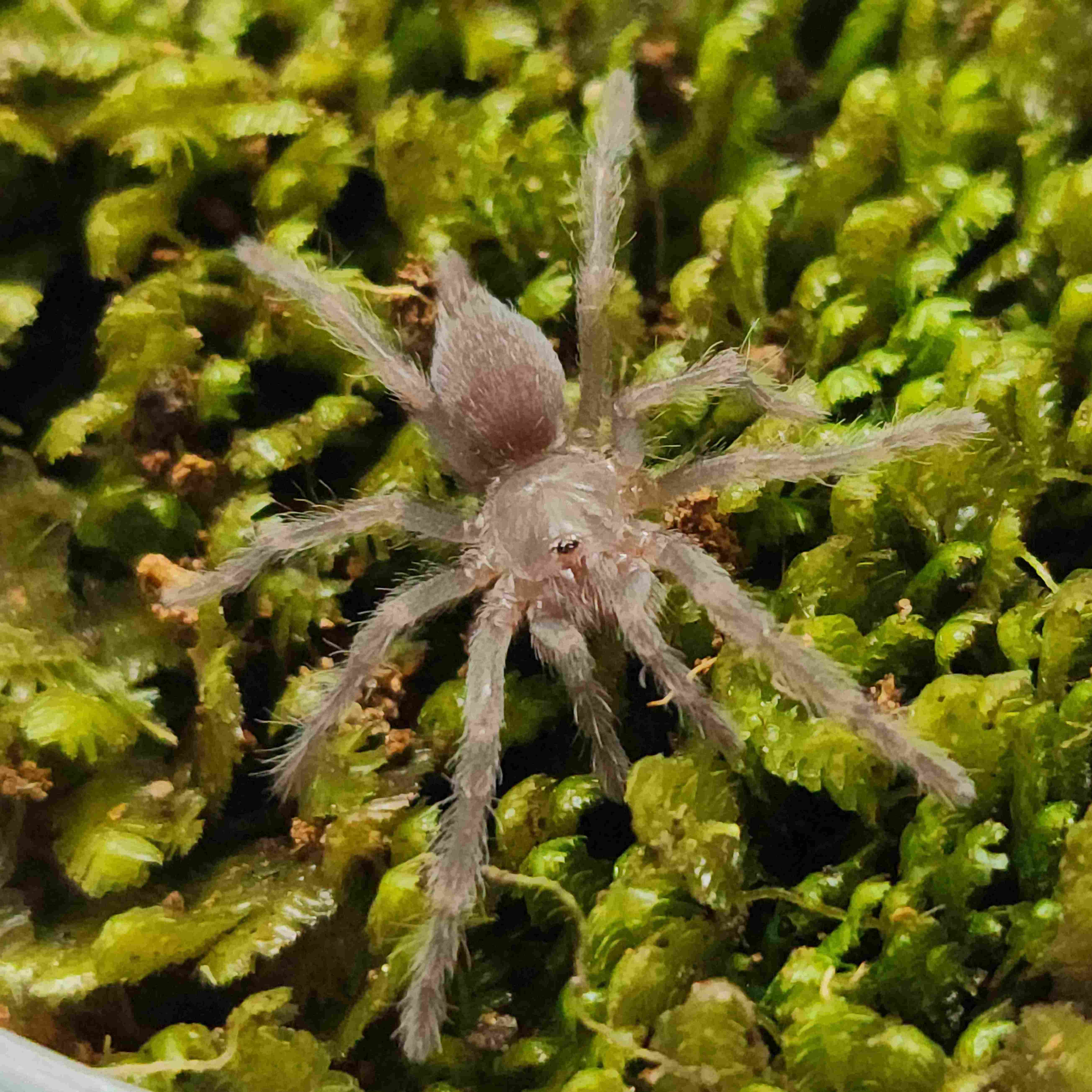 Phlogius Proserpine Australian Invertebrates